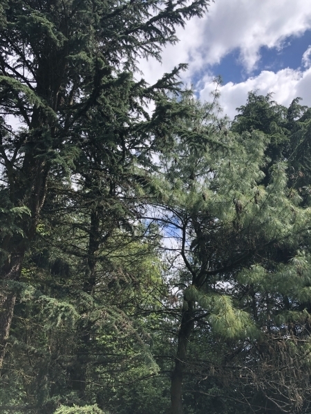 Viele tolle Bäume und ein Rinderkarussell. Das Arboretum Main-Taunus ...