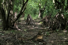 Viele tolle Bäume und ein Rinderkarussell. Das Arboretum Main-Taunus ...